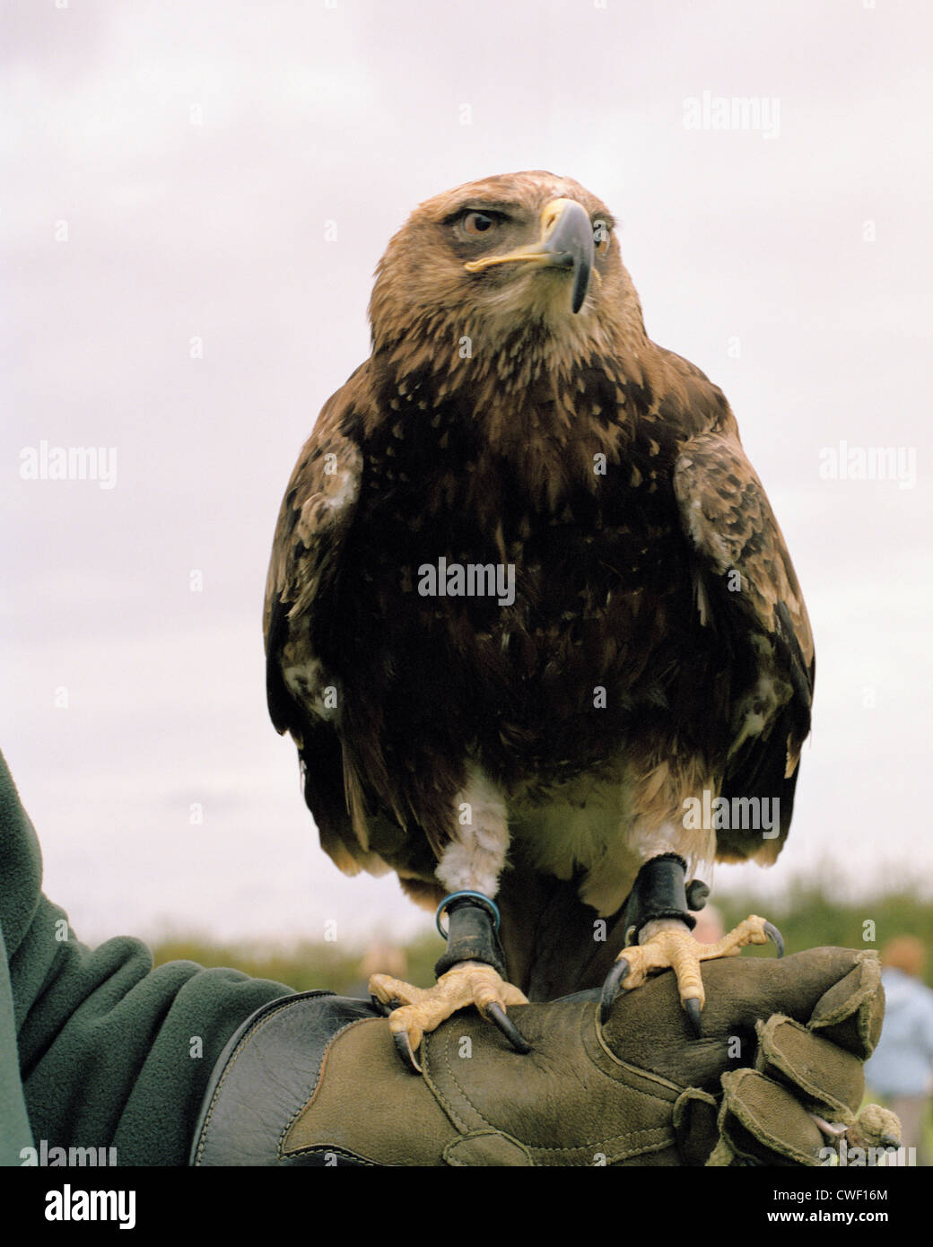 Eagle on arm hi-res stock photography and images - Alamy