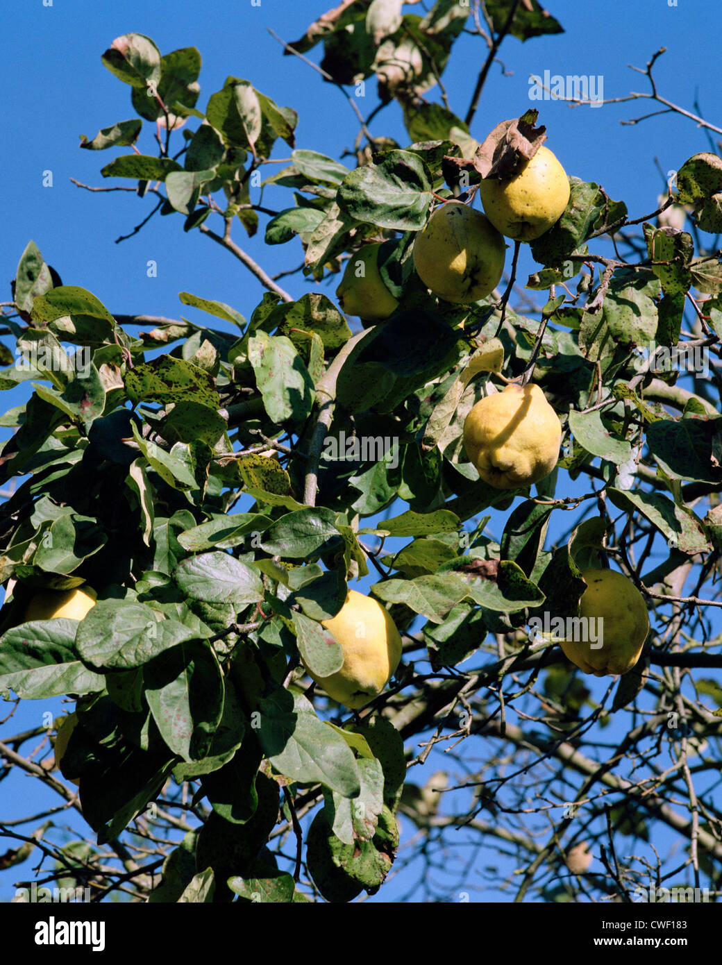 Ripening fruit on quince tree variety Vranja Stock Photo - Alamy