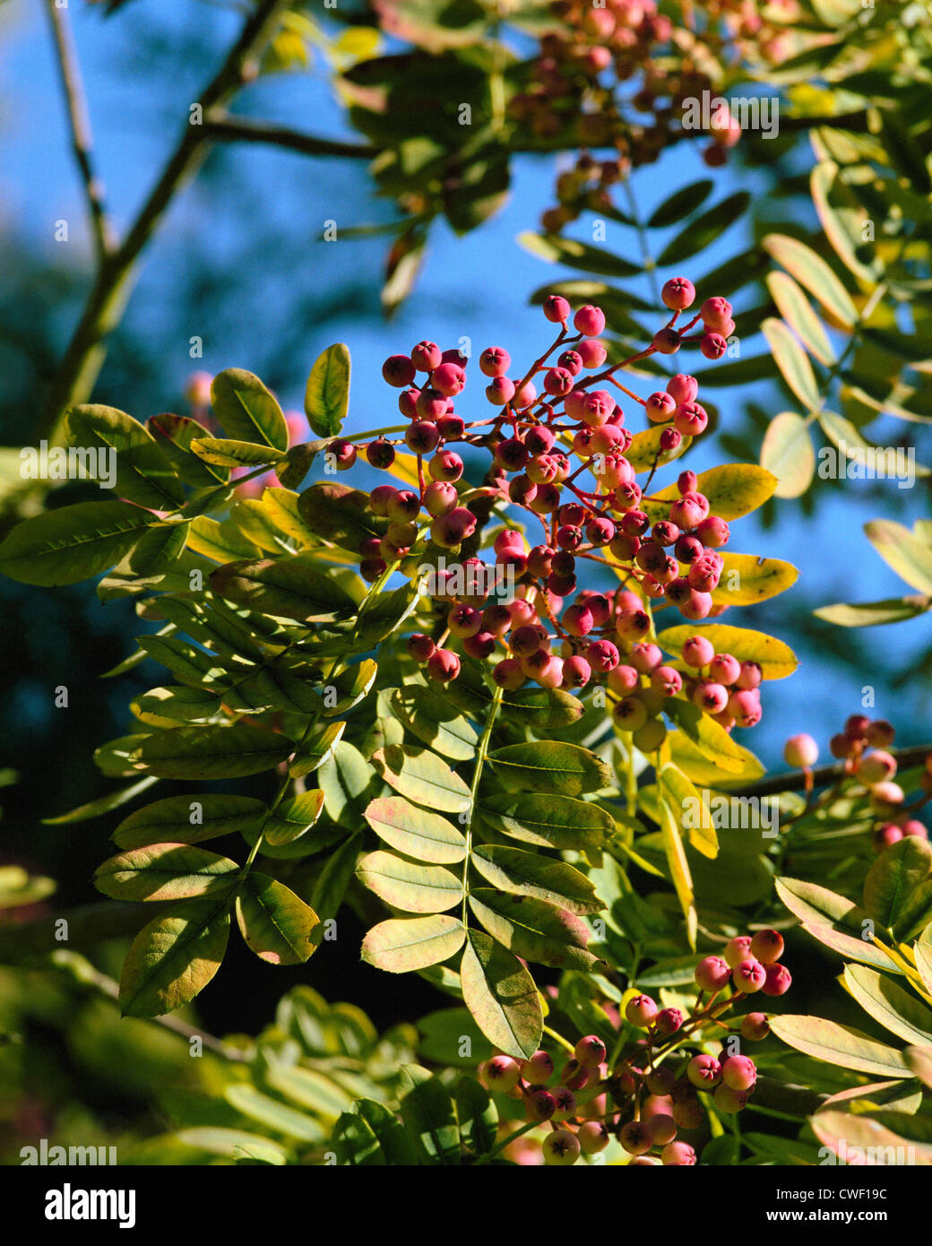 Berries of Sorbus hupehensis variety Pink Pagoda Stock Photo - Alamy