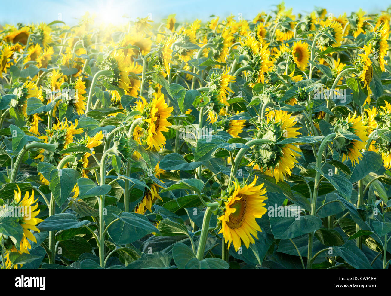 Summer sunflowers field and sunshine Stock Photo - Alamy