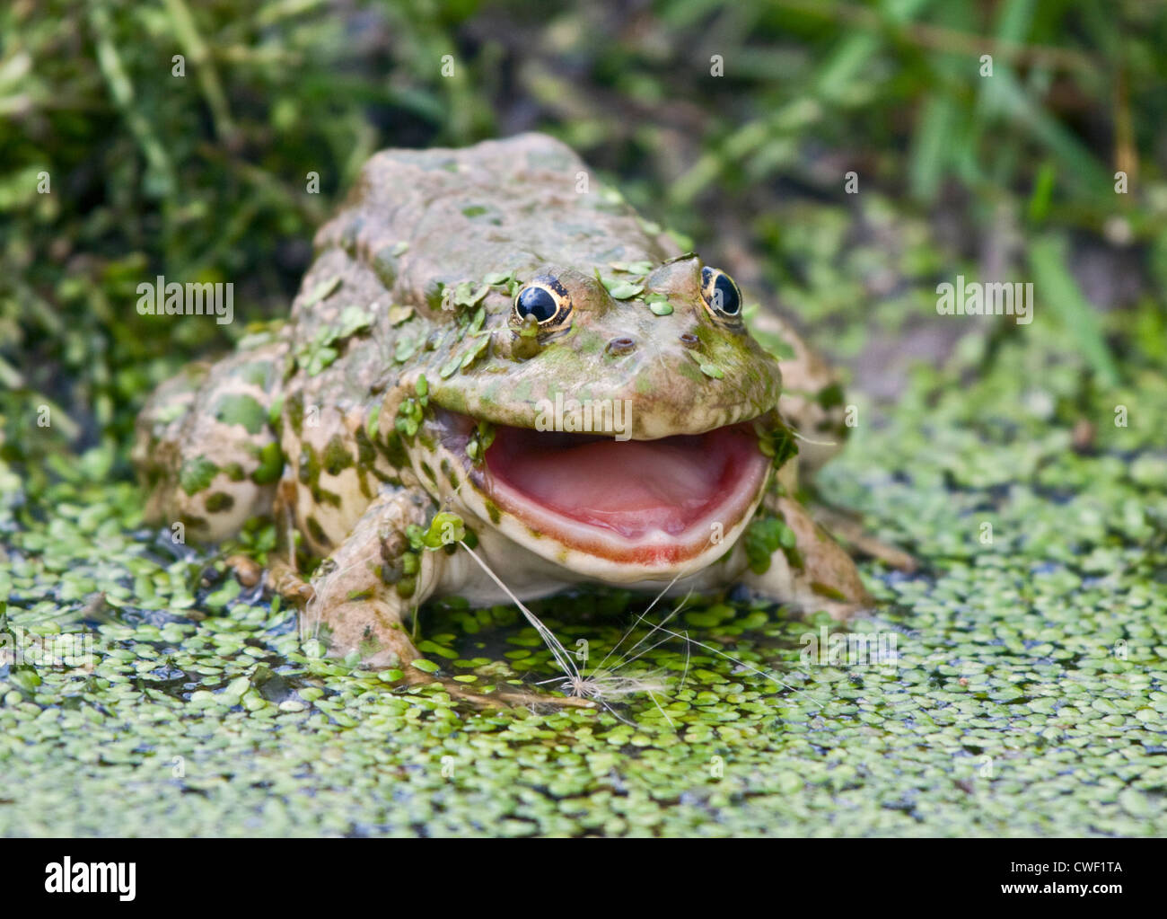 Marsh Frog (pelophylax ridibundus Stock Photo - Alamy