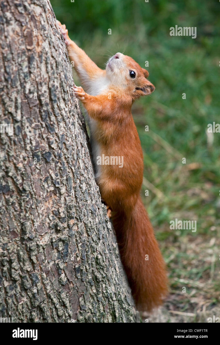 Red squirrel climb tree uk hi-res stock photography and images - Alamy