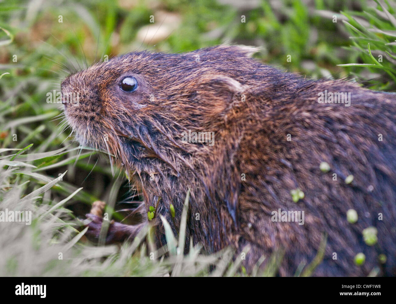 European Water Vole (arvicola amphibius Stock Photo - Alamy