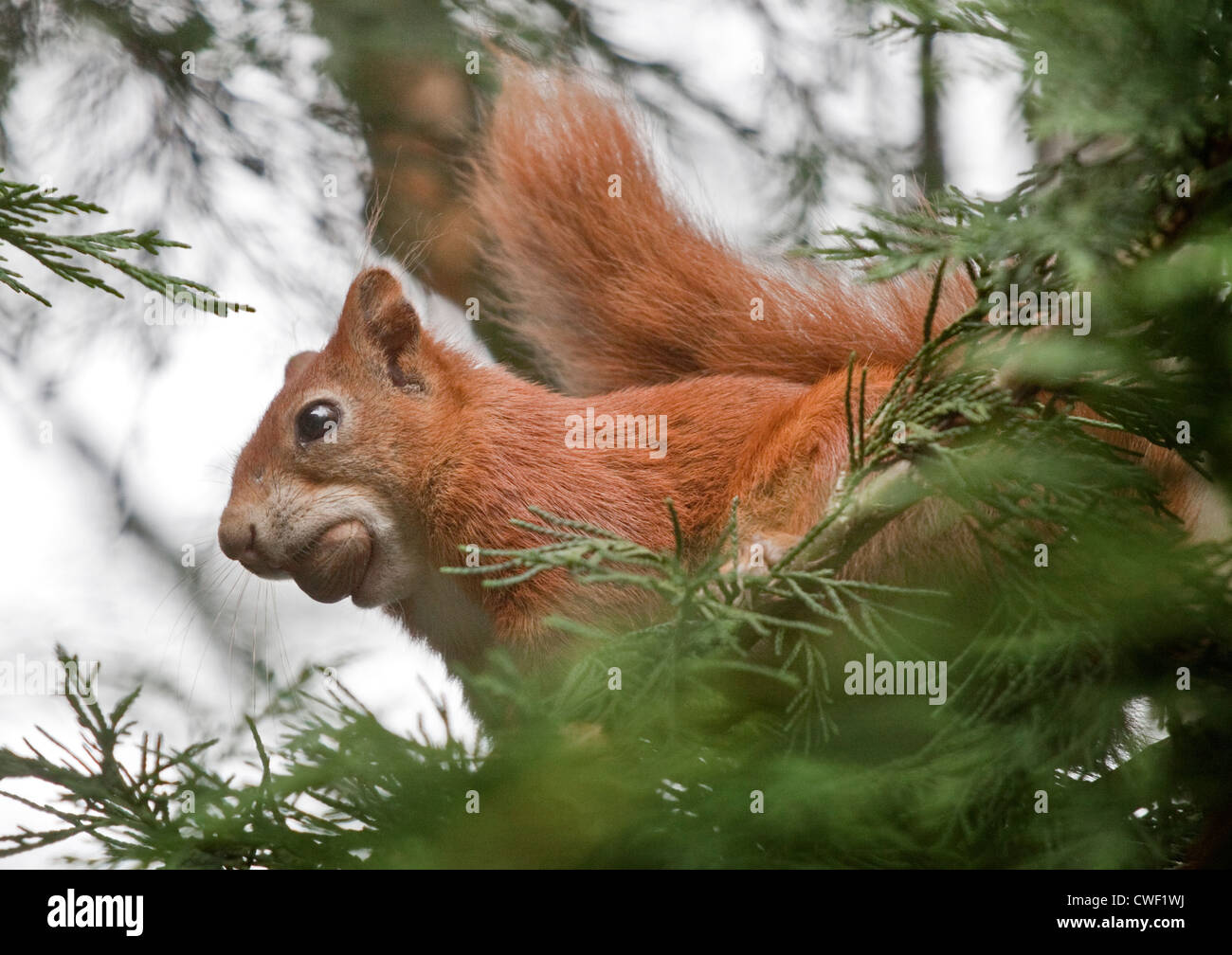 Squirrel with acorn hi-res stock photography and images - Alamy