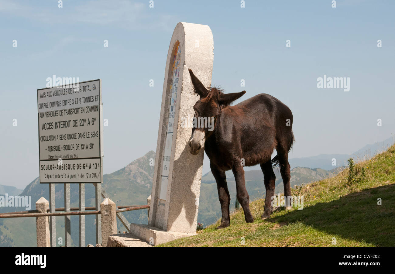French donkey hi-res stock photography and images - Alamy