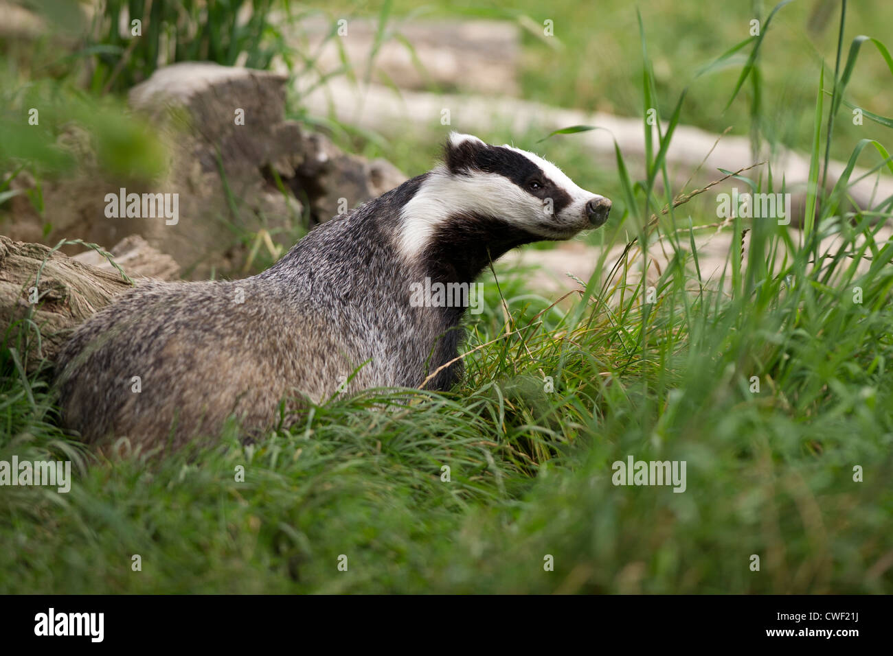 European badger (Meles meles Stock Photo - Alamy