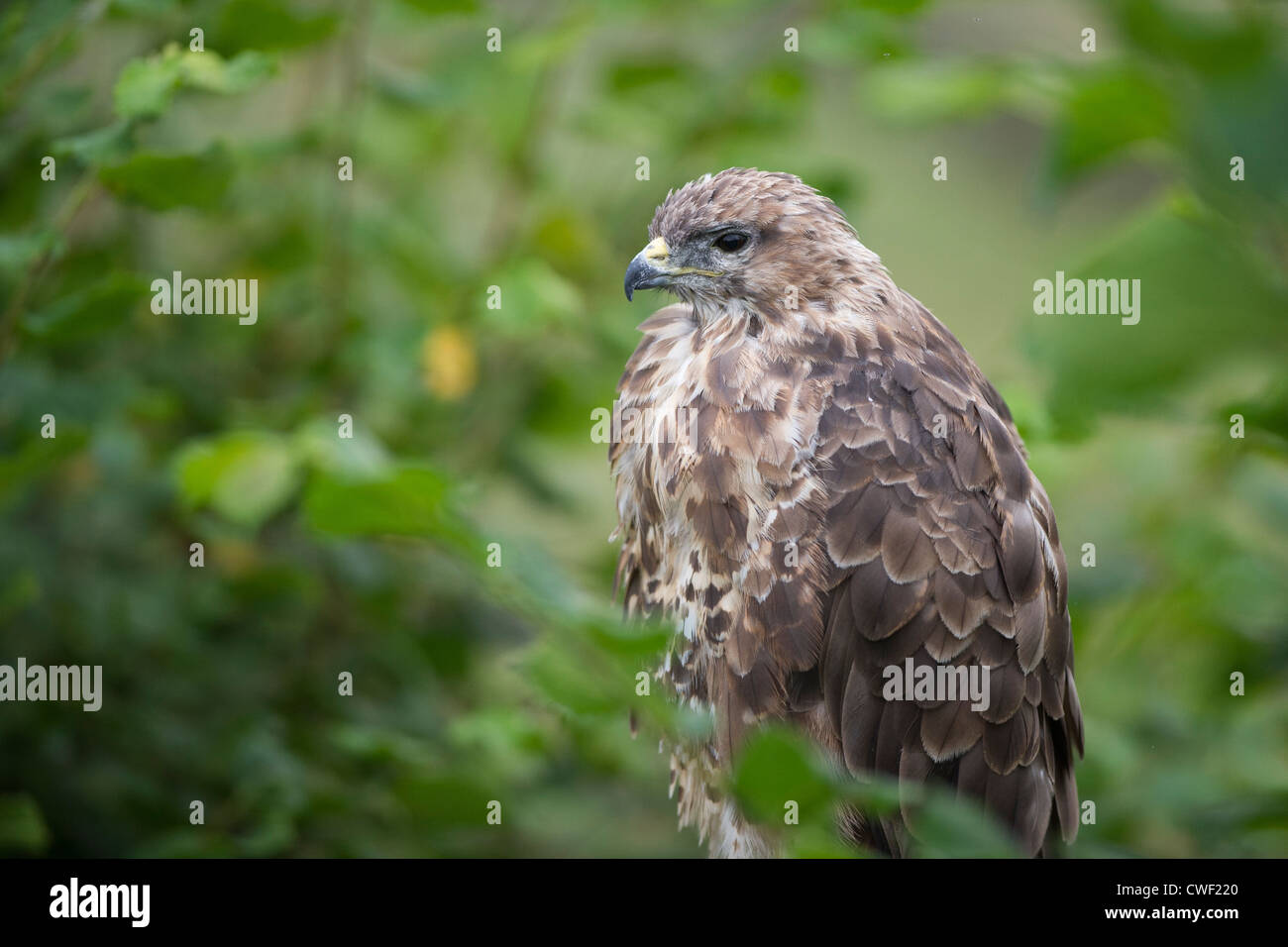 Buzzard tree hi-res stock photography and images - Alamy