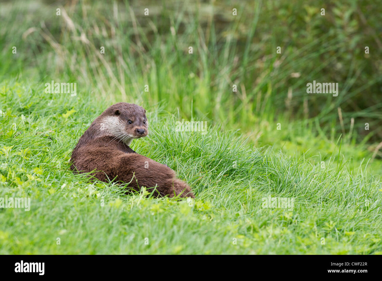 Otter Lying Down High Resolution Stock Photography and Images - Alamy