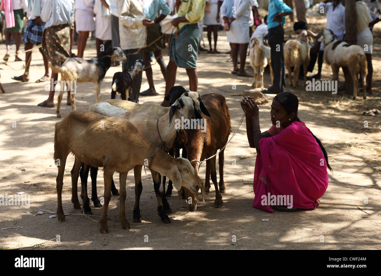 Weekly cattle and goat market Andhra Pradesh South India Stock Photo ...
