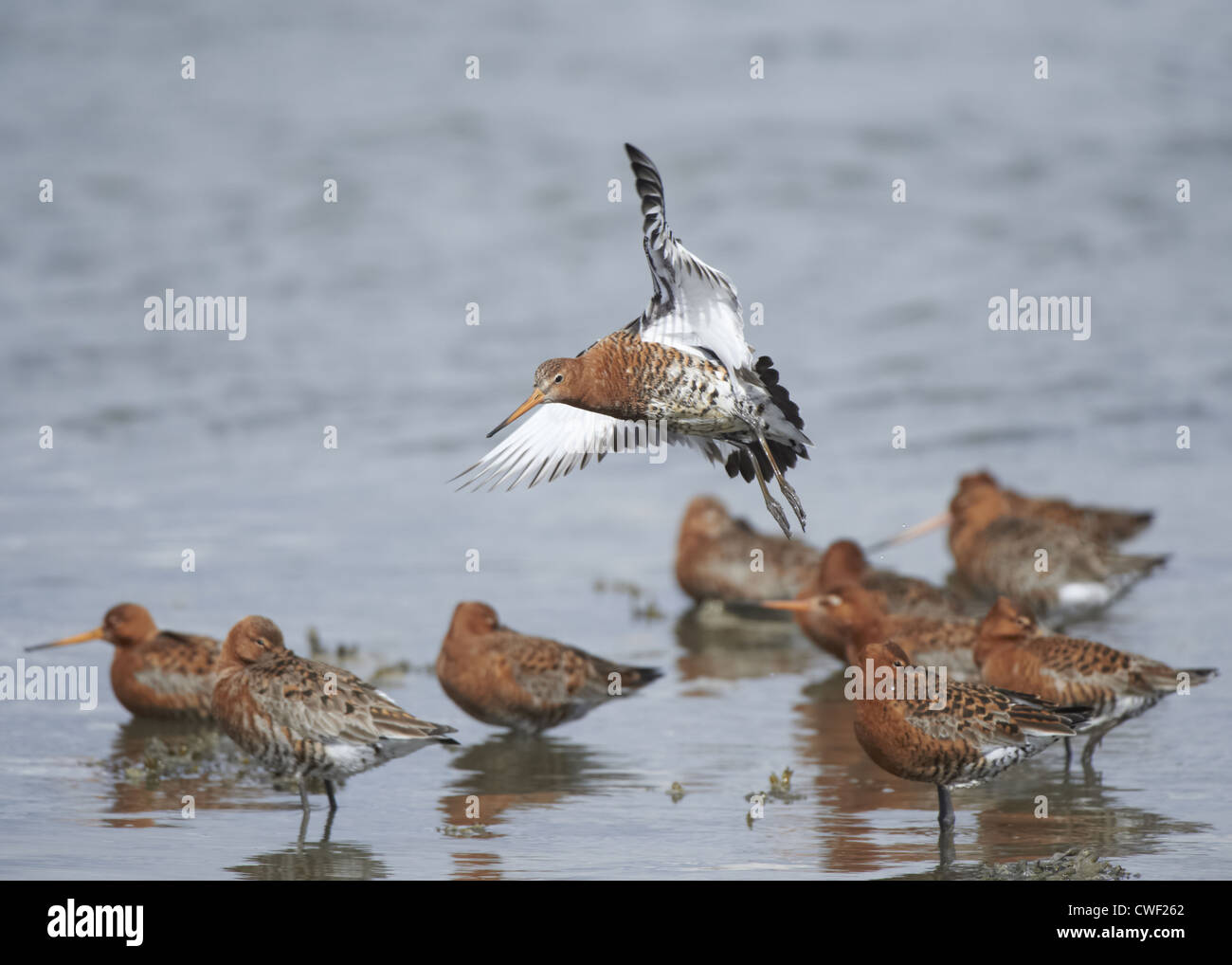 Black-tailed Godwit in flight Stock Photo - Alamy