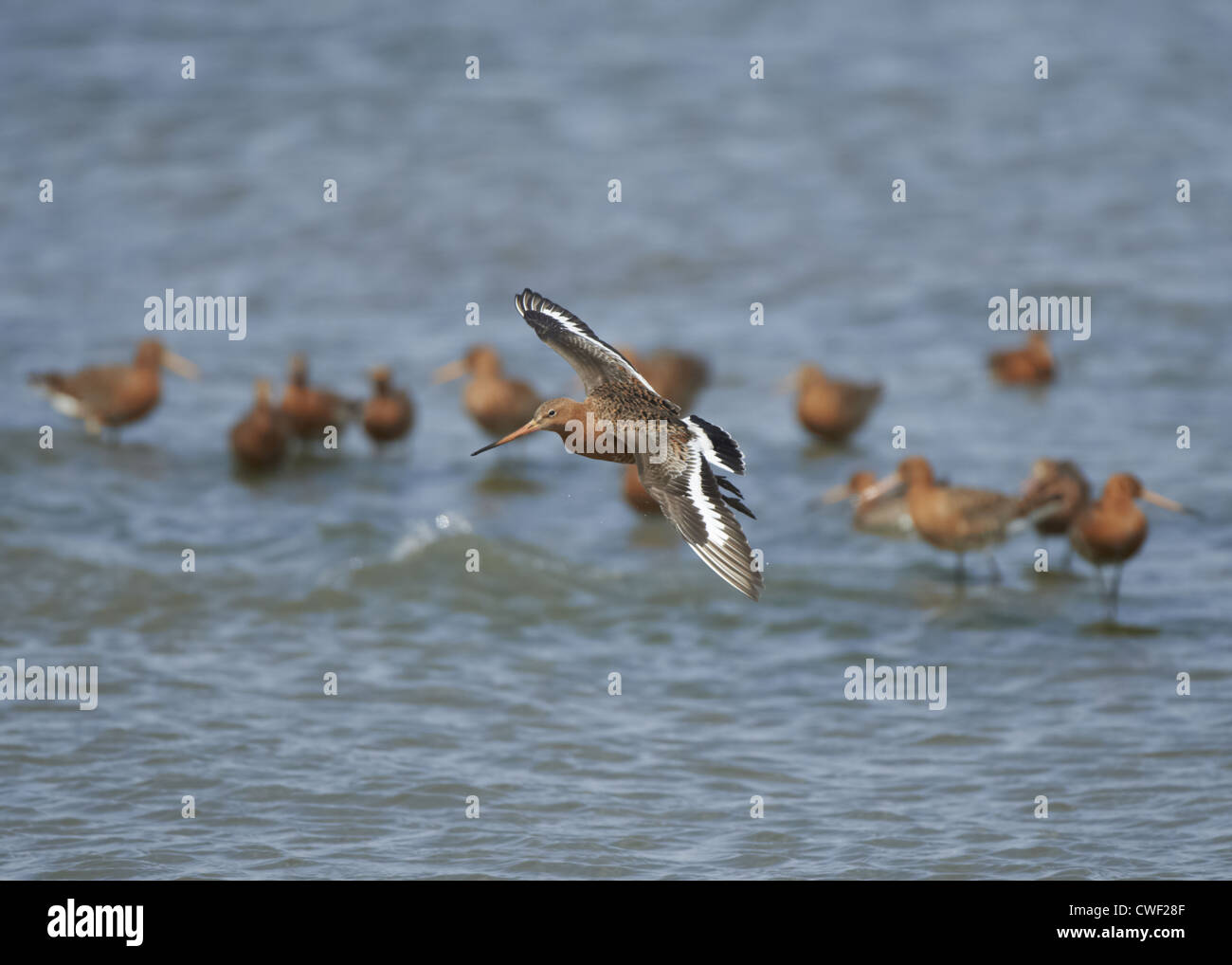 Black-tailed Godwit in flight Stock Photo - Alamy