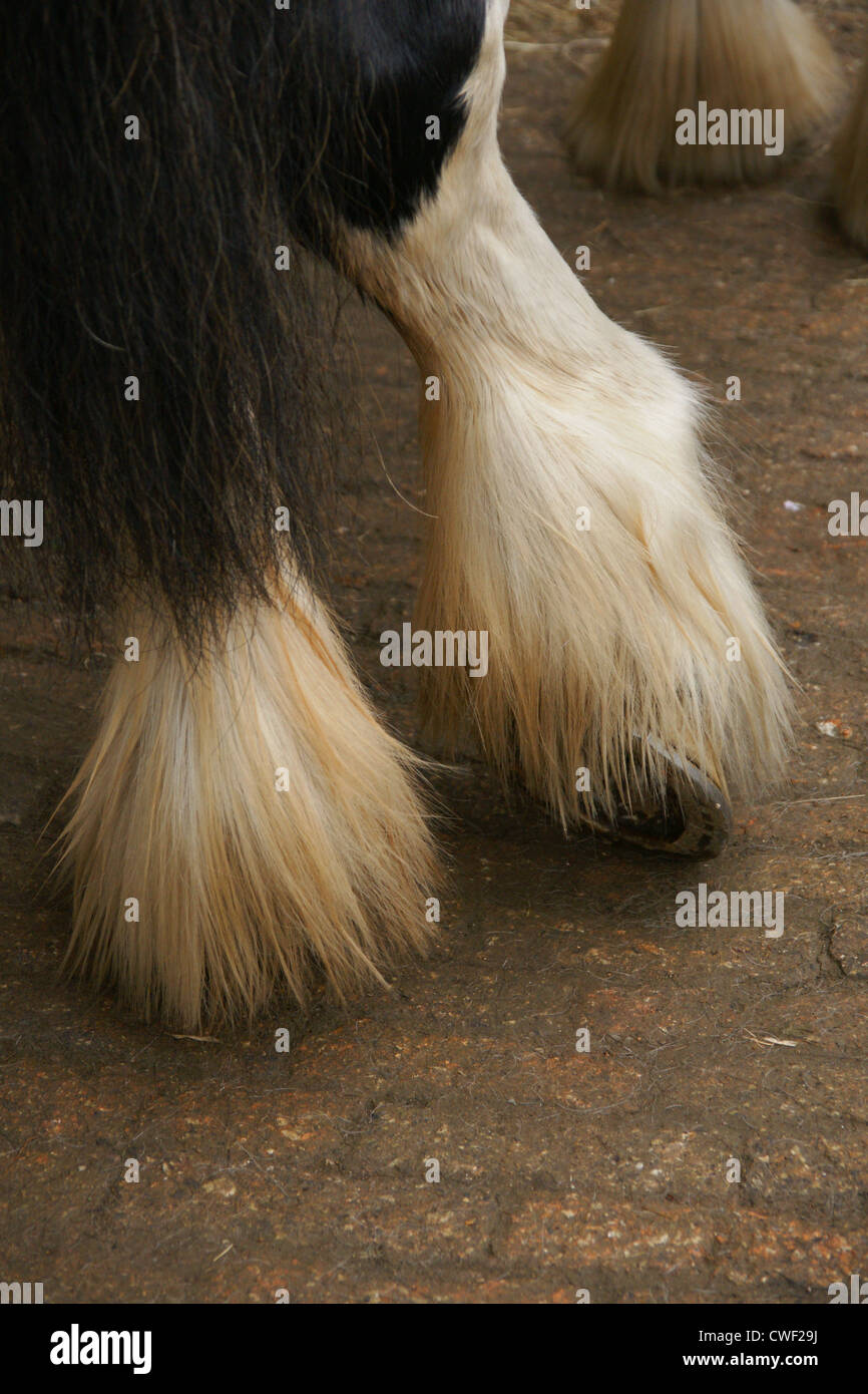 Shire horse feet hi-res stock photography and images - Alamy