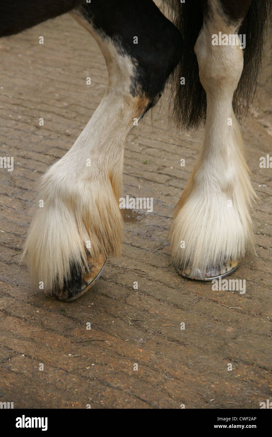 Shire horse feet hi-res stock photography and images - Alamy