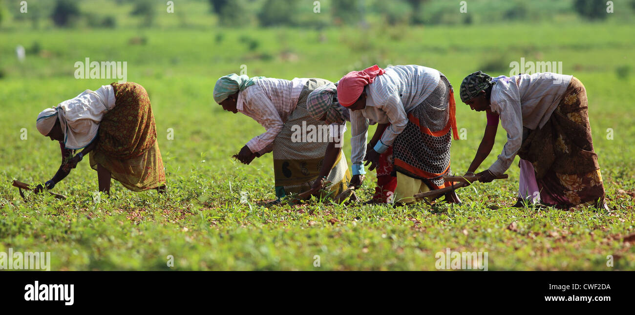 Groundnut fields hi-res stock photography and images - Alamy
