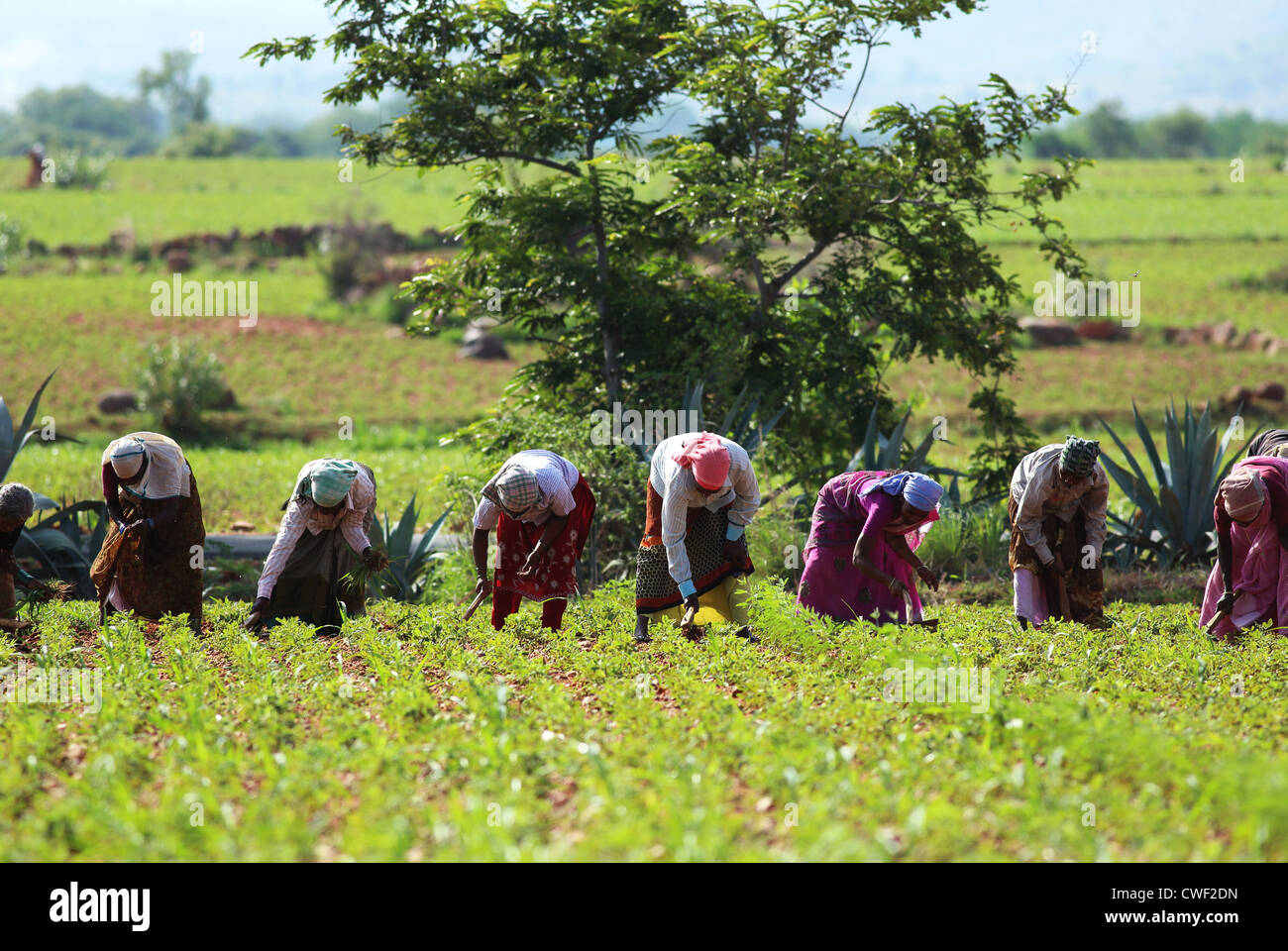 Rural Indian women working in groundnuts field Andhra Pradesh South ...
