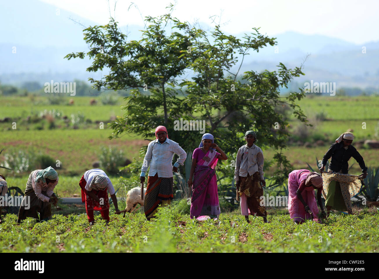 Working Women India High Resolution Stock Photography and Images - Alamy