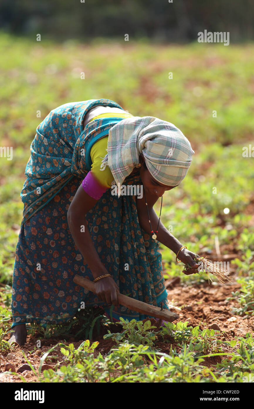 Rural Indian woman working in groundnuts field Andhra Pradesh South ...