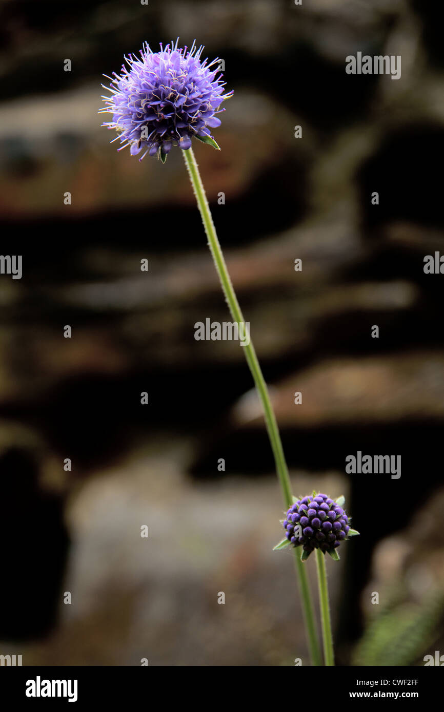 Devil's bit scabious flower Stock Photo - Alamy