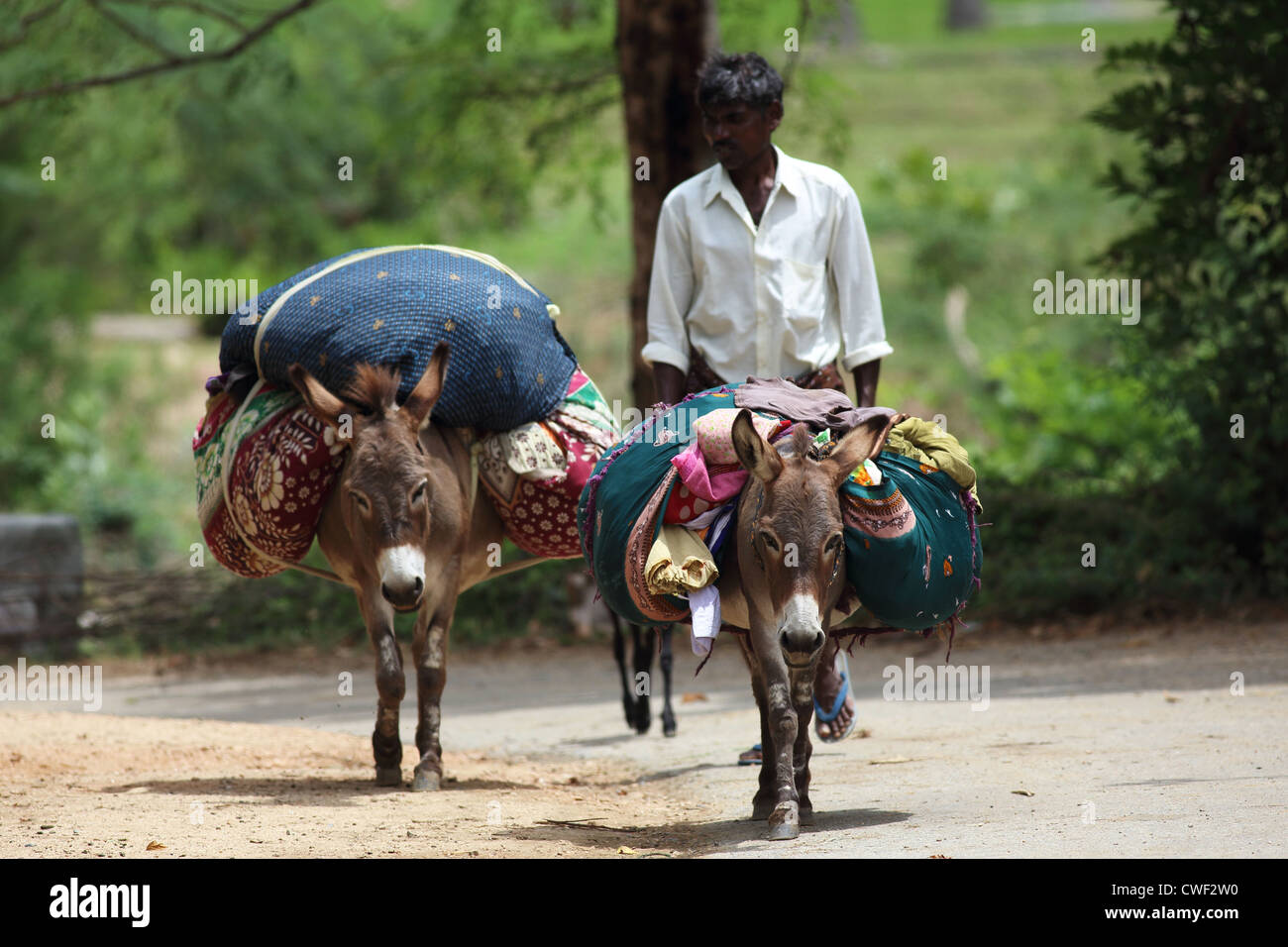 Rural Indian man with heavy loaded mules and laundry Andhra Pradesh ...