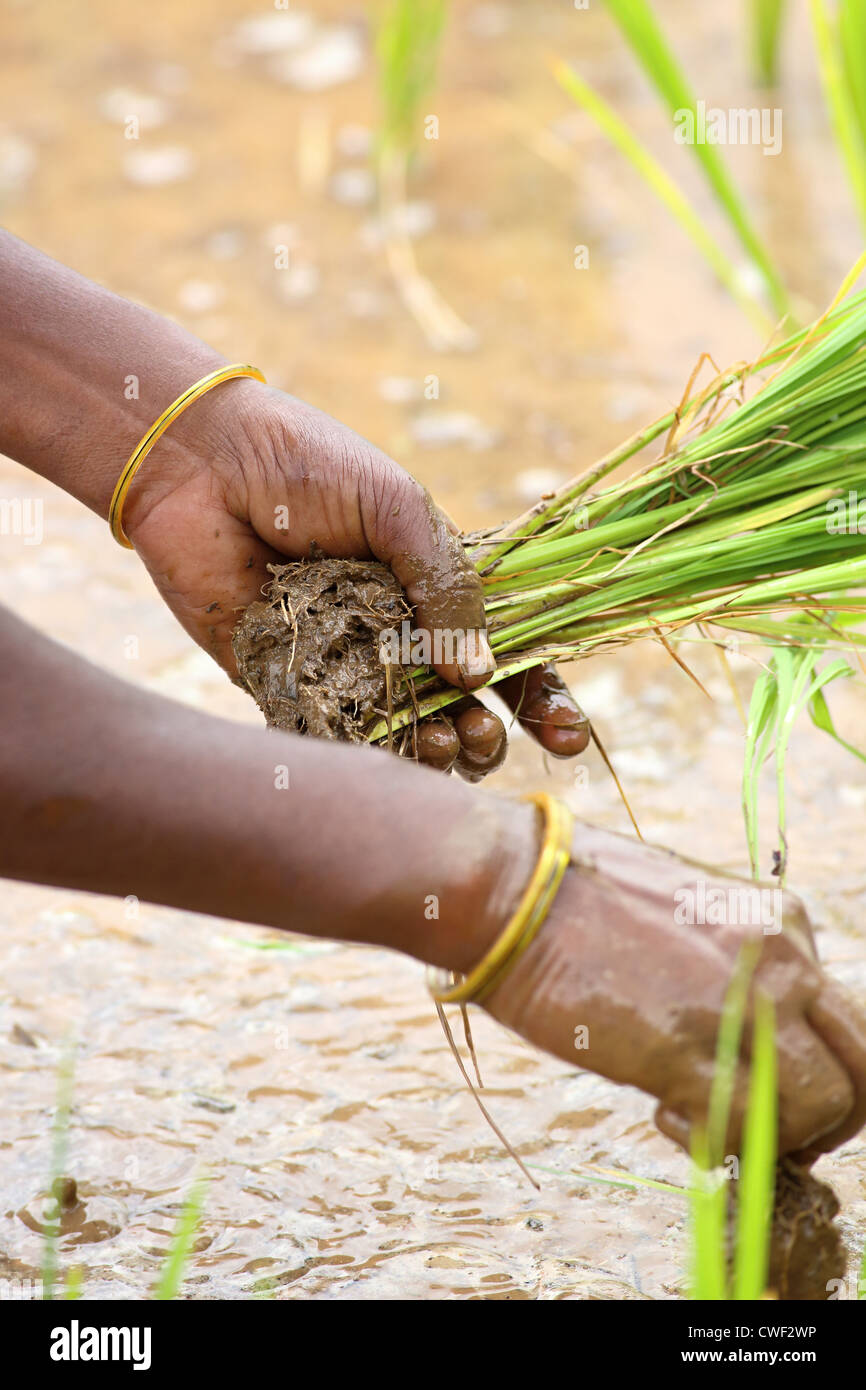 Indian rice field hi-res stock photography and images - Alamy