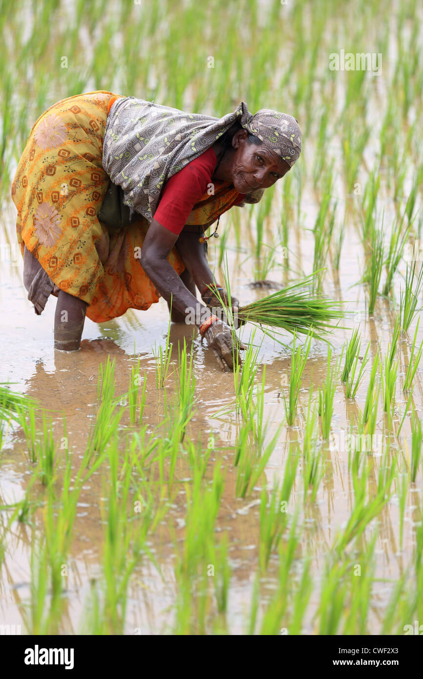 Working in rice paddy hi-res stock photography and images - Alamy