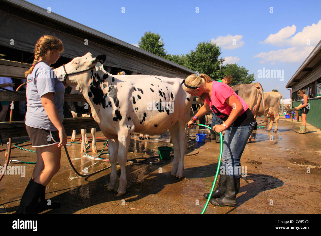 Highland calf washing hi-res stock photography and images - Alamy
