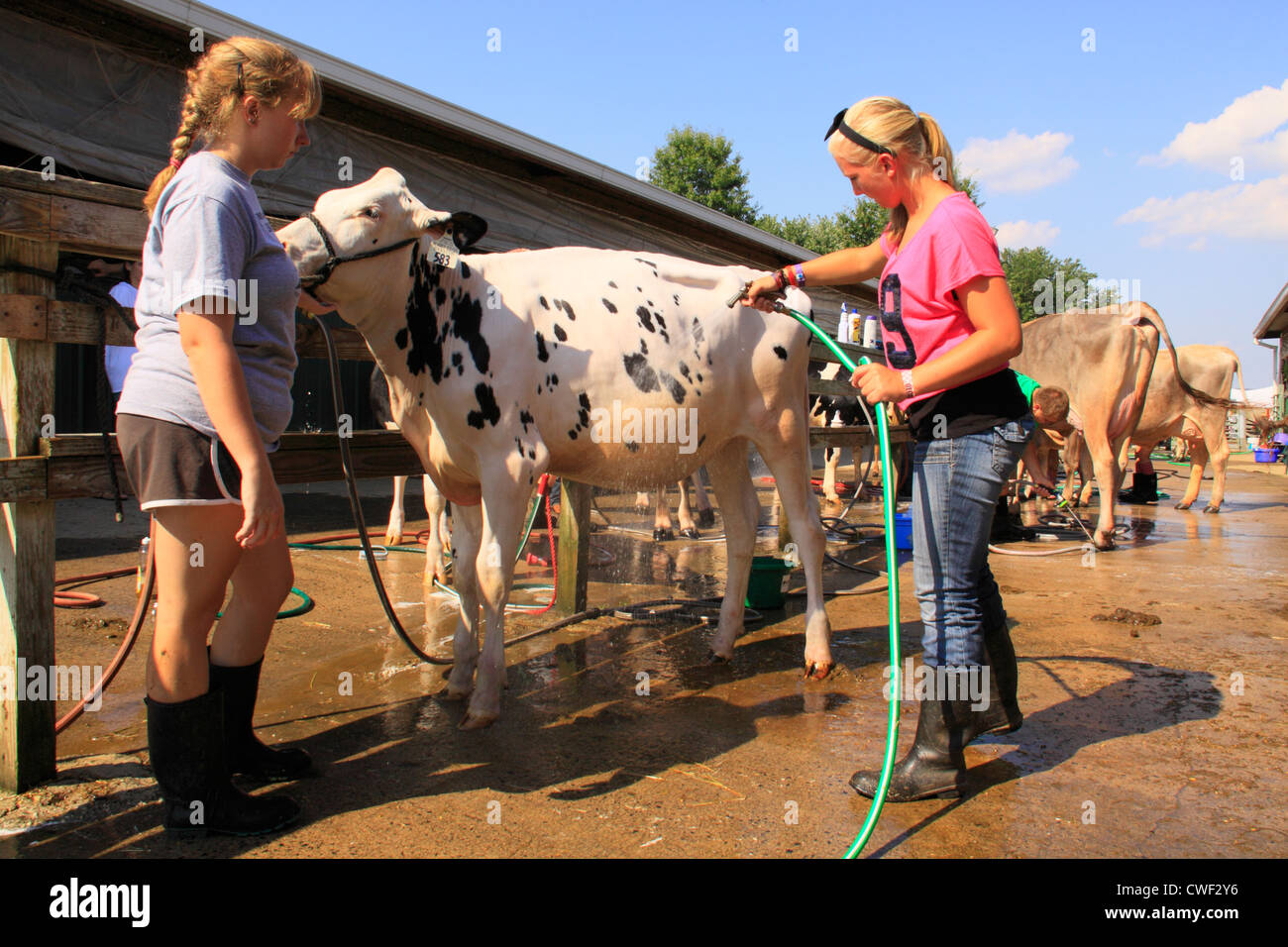 Washing Cow High Resolution Stock Photography and Images - Alamy