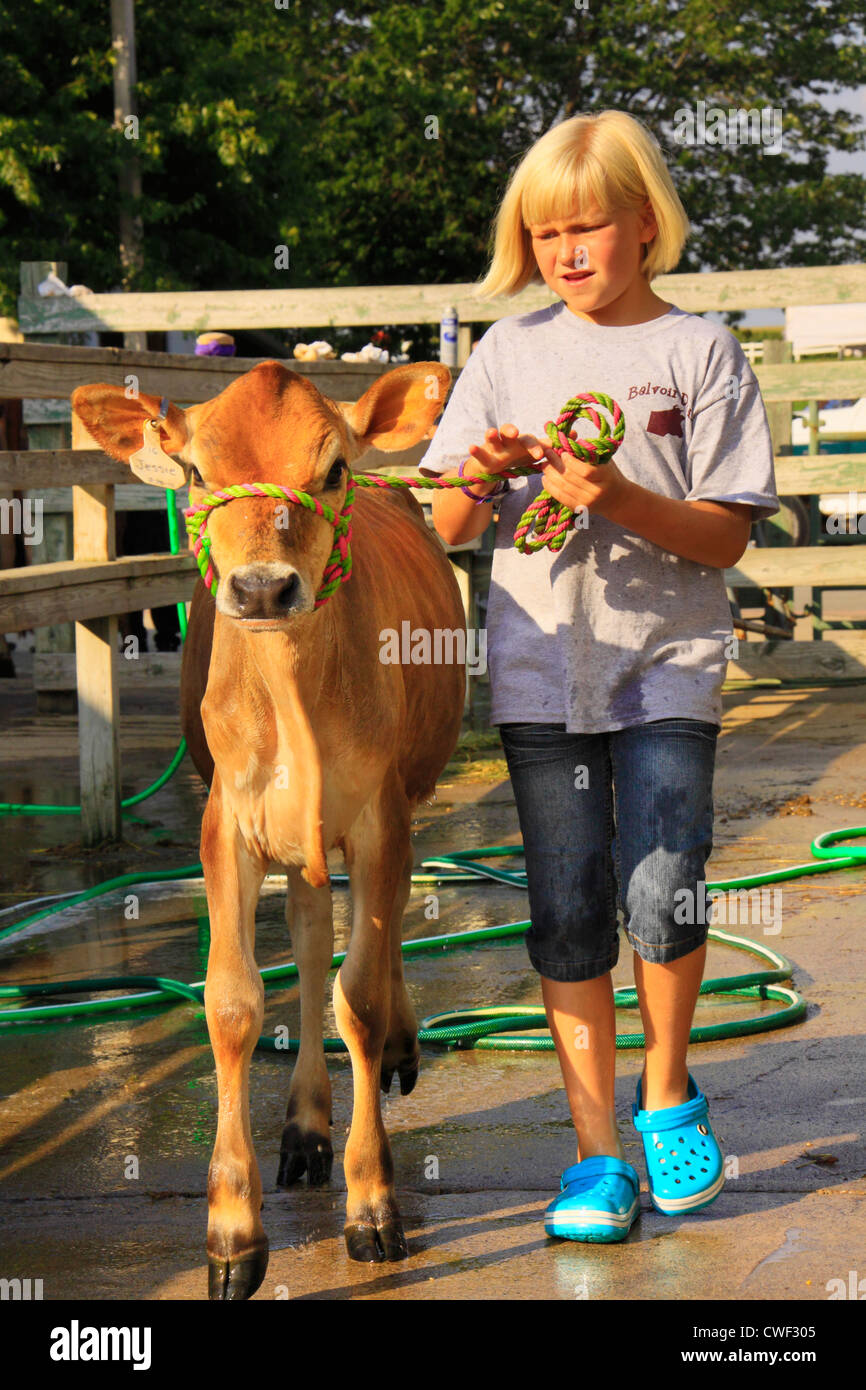 Washing Cow, Rockingham County Fair, Harrisonburg, Shenandoah Valley ...