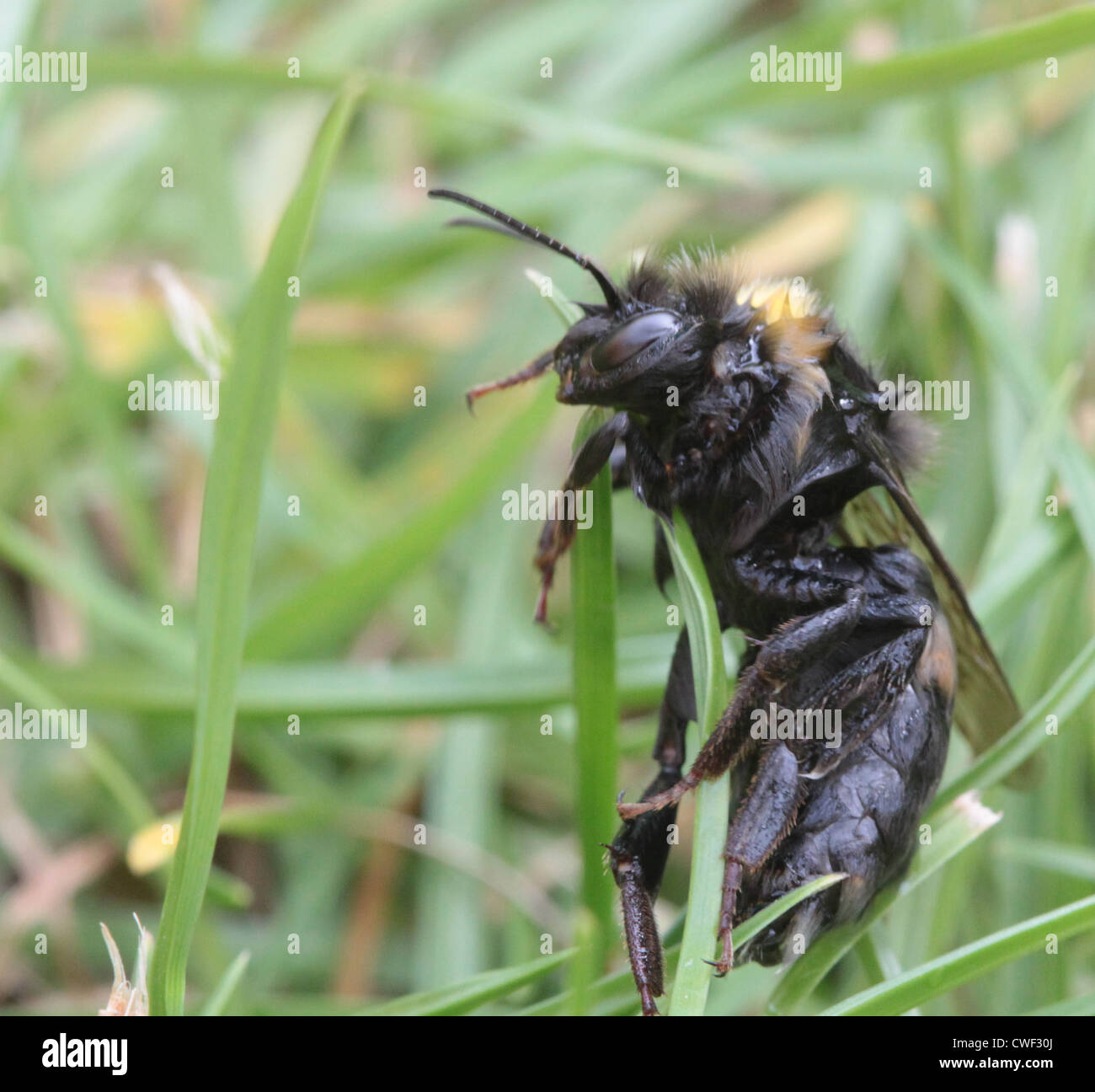 A soaking wet bee, that I rescued from the paddling pool, climbing a ...