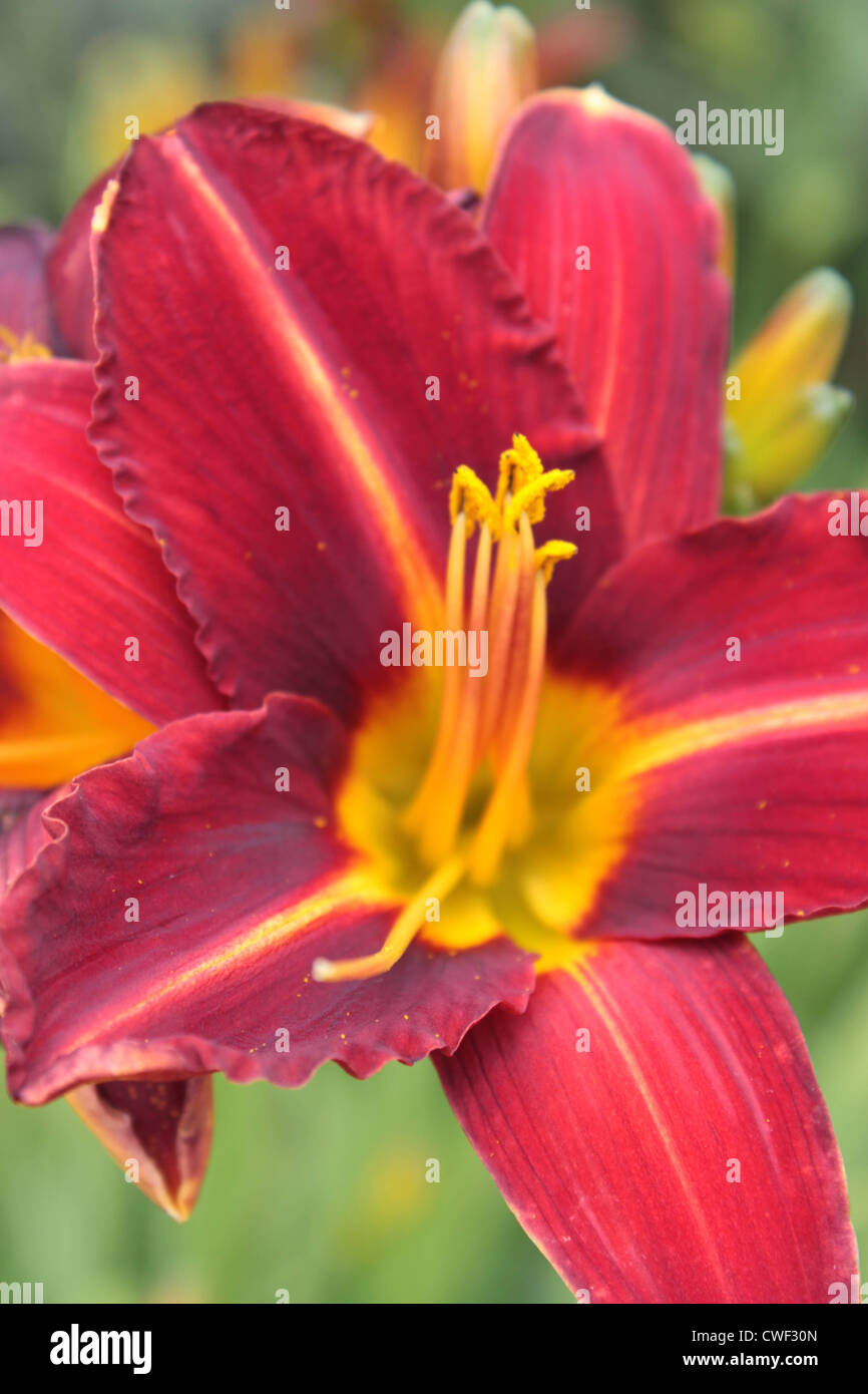 Lily, flower, red Stock Photo - Alamy