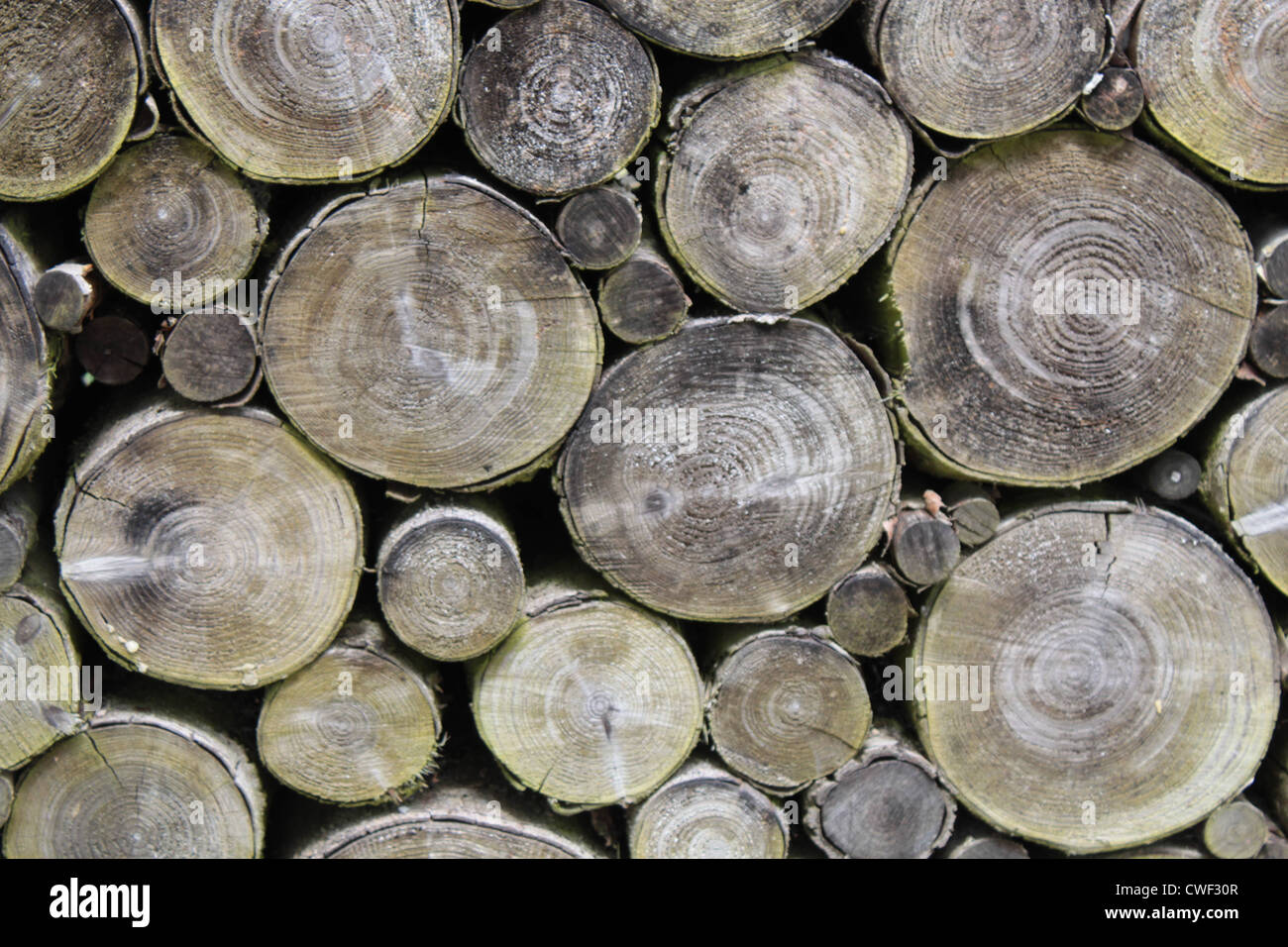 Wood trees hi-res stock photography and images - Alamy