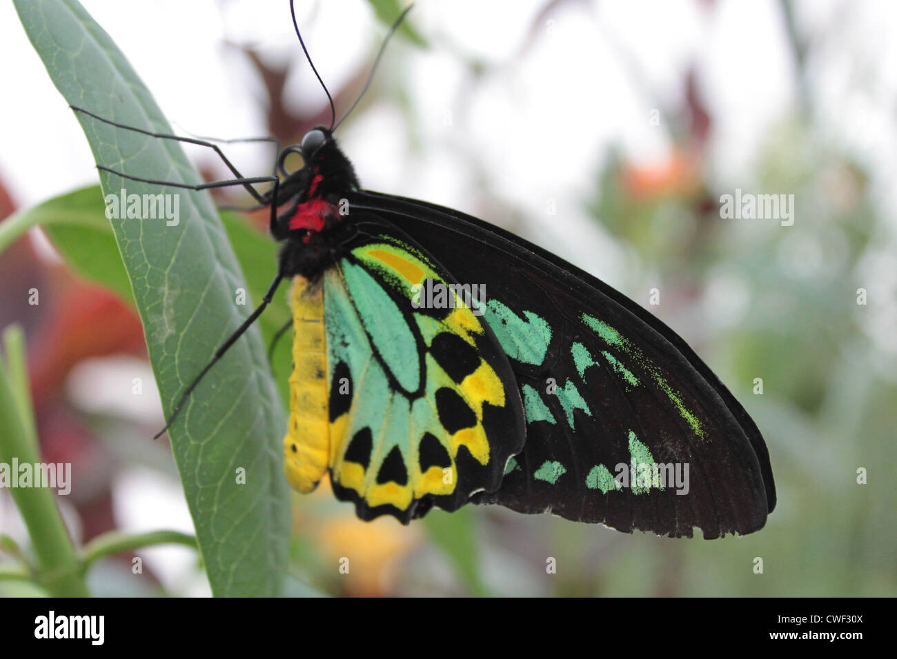 Nativeaustralia hi-res stock photography and images - Alamy