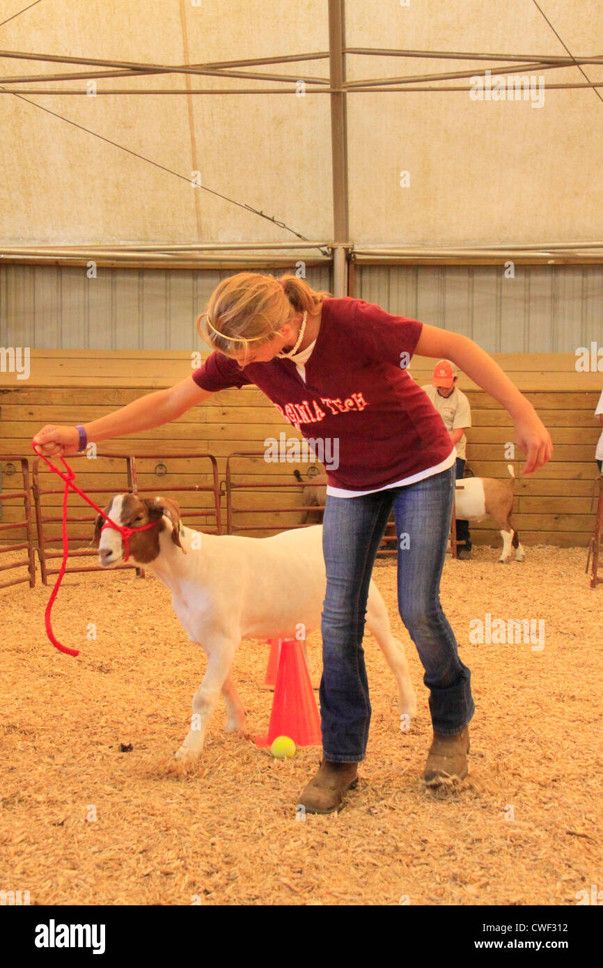 Goat Obstacle Course Competition, Rockingham County Fair, Harrisonburg ...