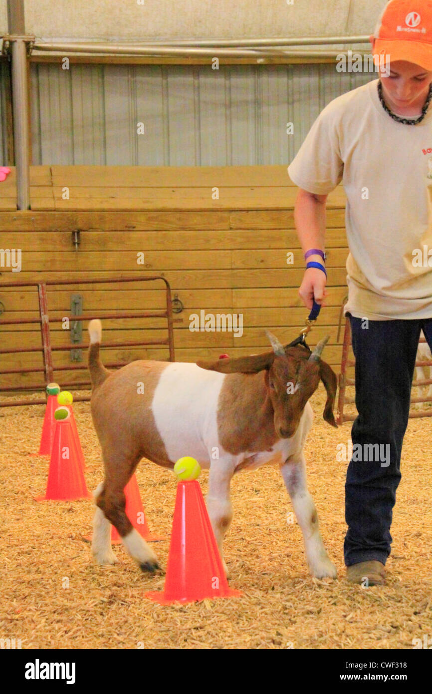 Goat Obstacle Course Competition, Rockingham County Fair, Harrisonburg ...