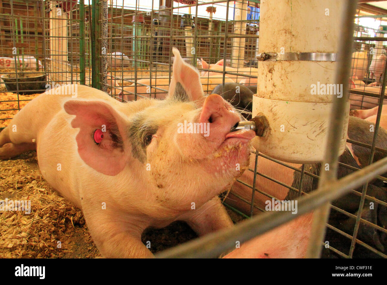 Hog valley hi-res stock photography and images - Alamy