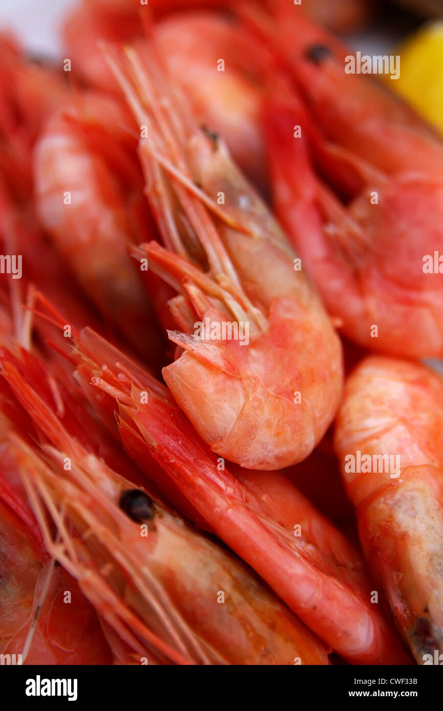 Krill fishing hi-res stock photography and images - Alamy