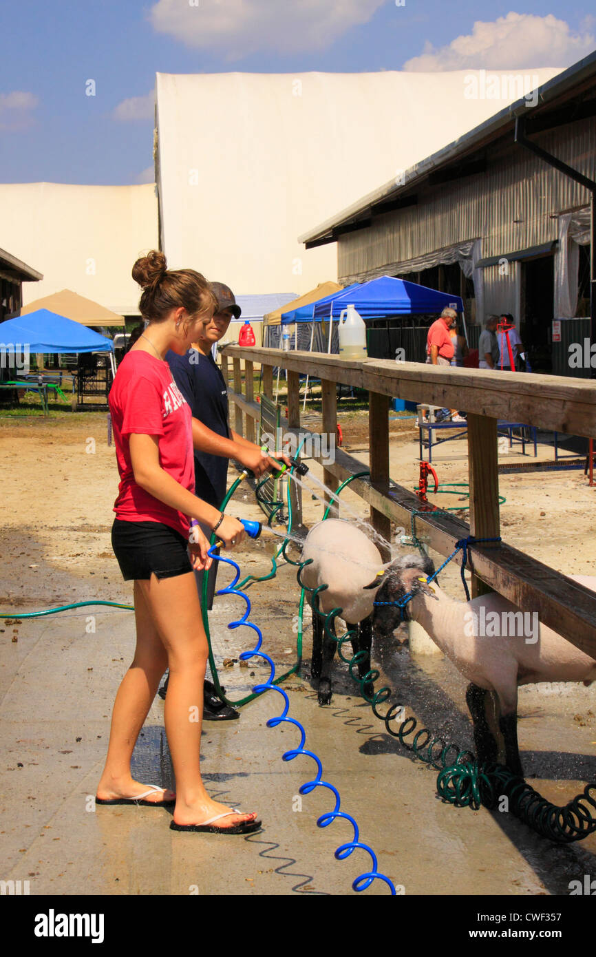 Sheep washing hi-res stock photography and images - Alamy