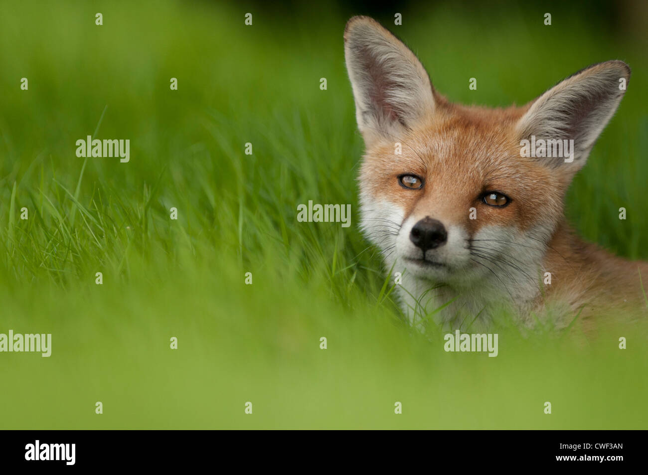 Vixen red fox cub hi-res stock photography and images - Alamy