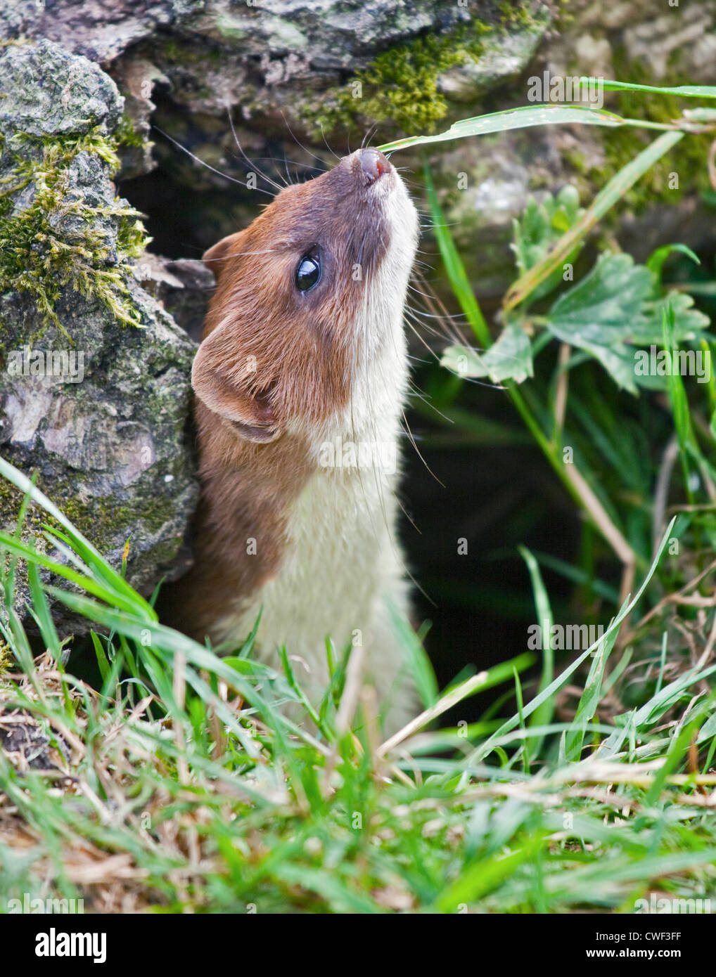Stoats and weasels hi-res stock photography and images - Alamy