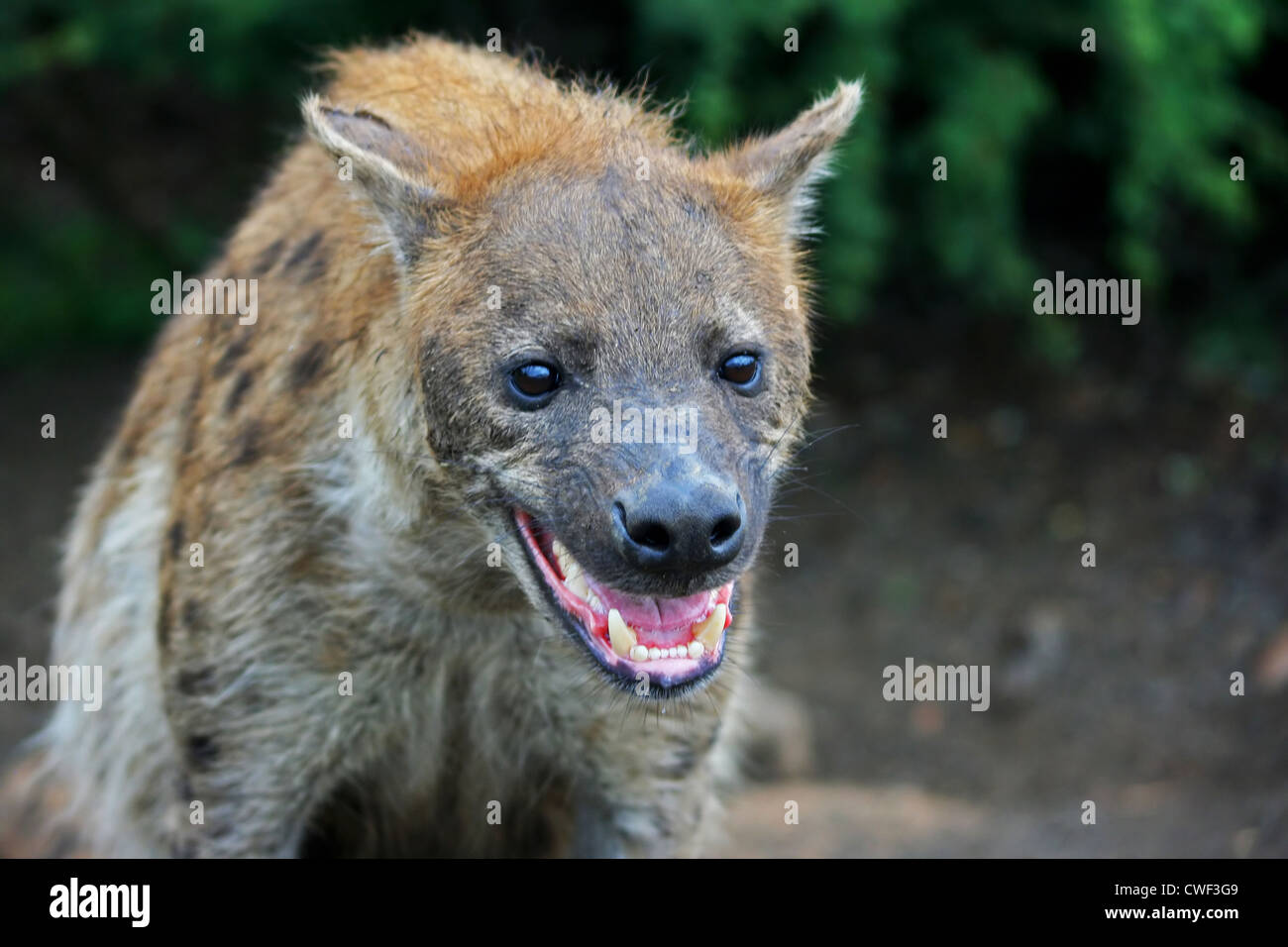 Hyena teeth africa hi-res stock photography and images - Alamy