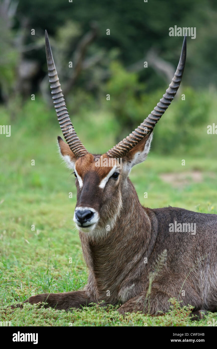 Safari Africa waterbuck Stock Photo - Alamy