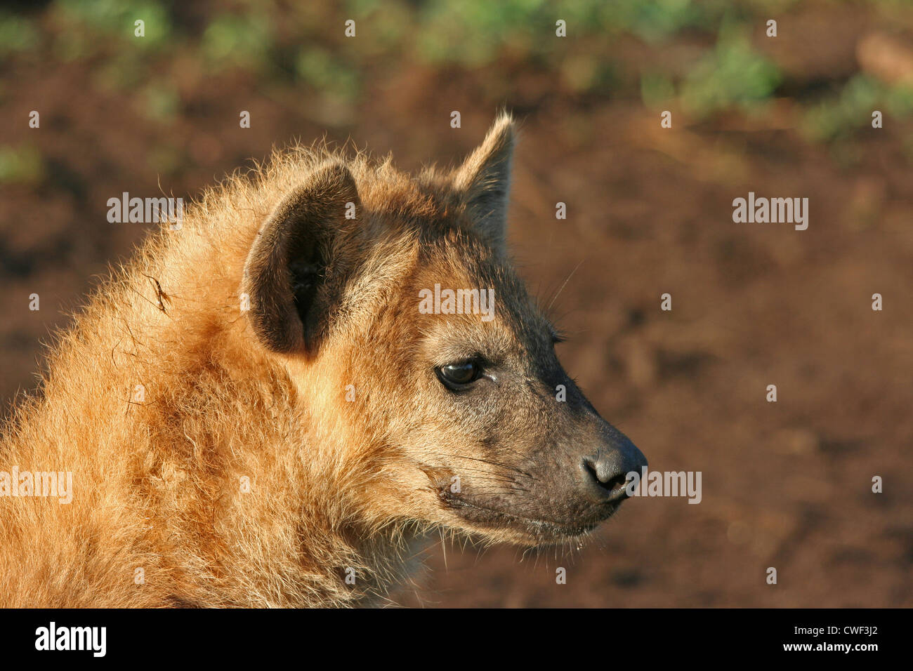Hyaena portrait hi-res stock photography and images - Alamy