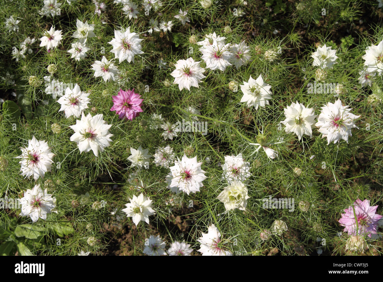 Nigella damascena white semi-double flowers One pink flower Stock Photo ...
