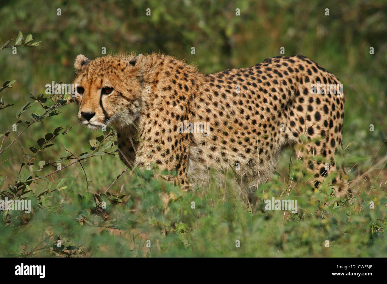 Safari Africa cheetah Stock Photo - Alamy