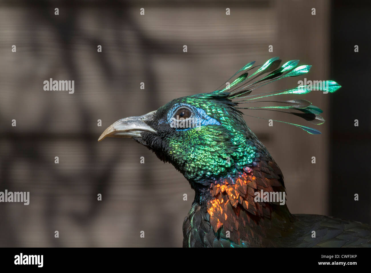 Monal hi-res stock photography and images - Alamy