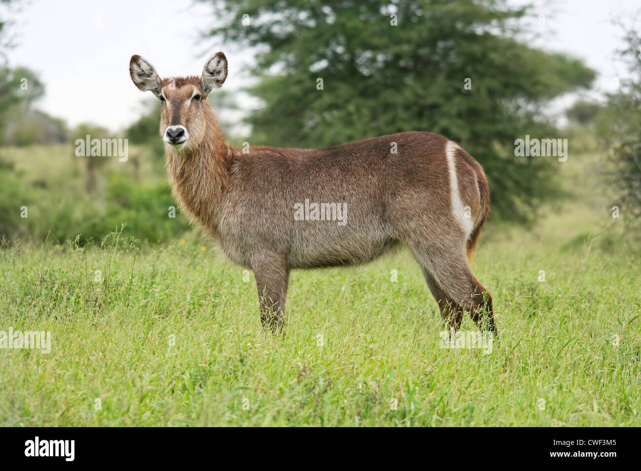 Safari Africa waterbuck Stock Photo - Alamy