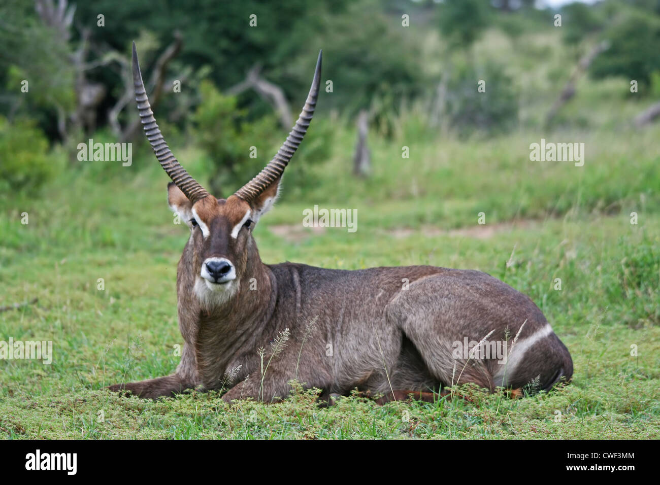 Lechwe waterbuck hi-res stock photography and images - Alamy