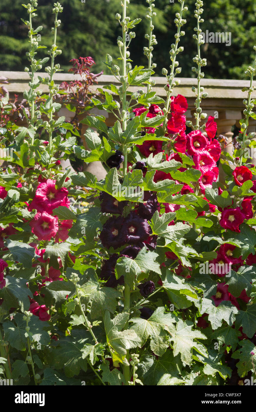 A beautiful close up shot of Hollyhock Stock Photo - Alamy