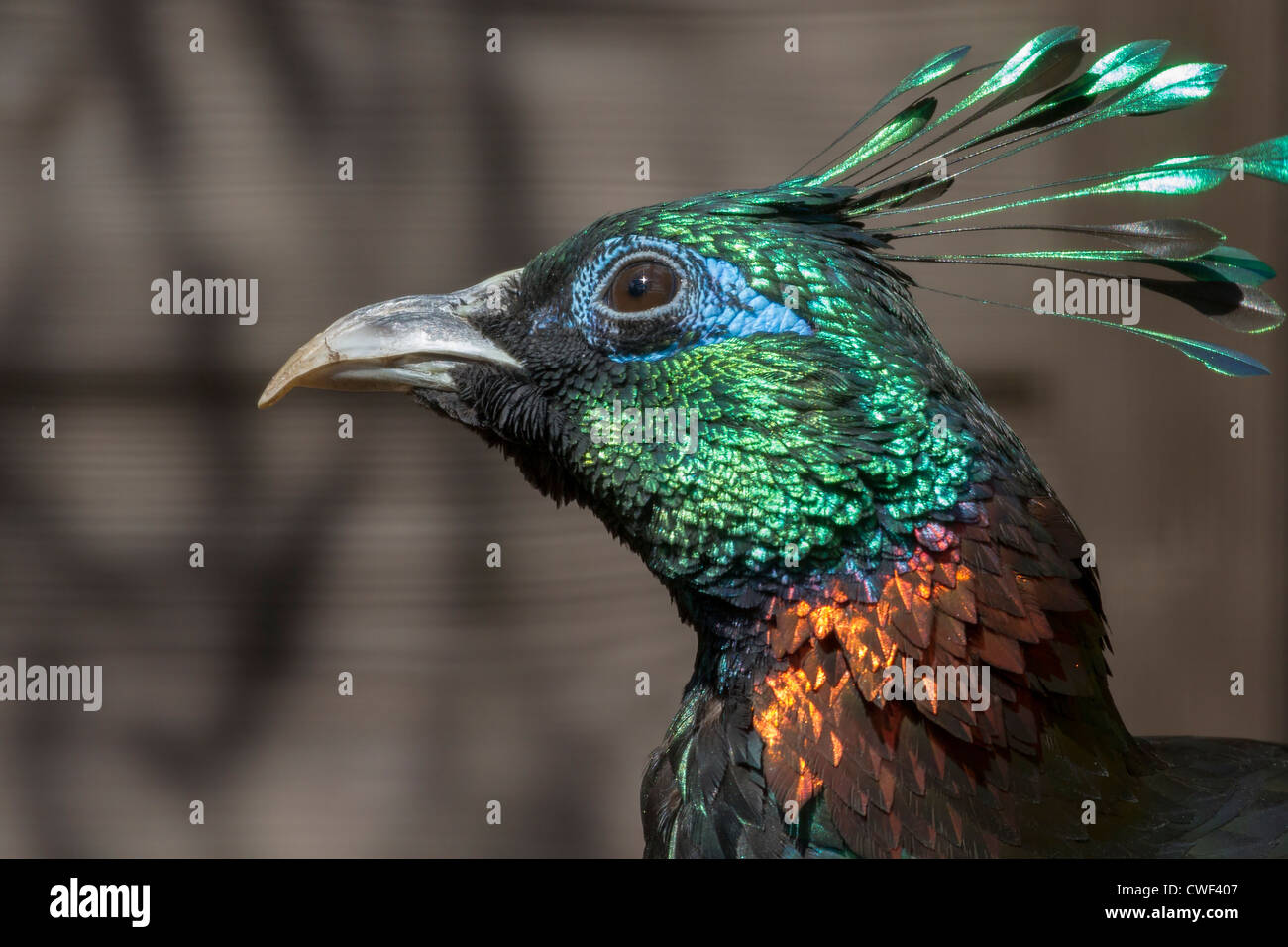 Monal Stock Photos & Monal Stock Images - Alamy