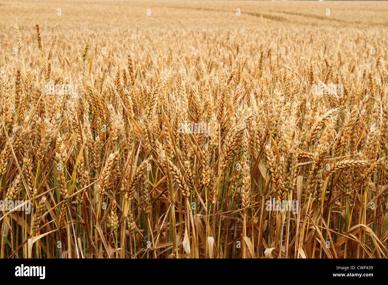 Typical harvest image hi-res stock photography and images - Alamy